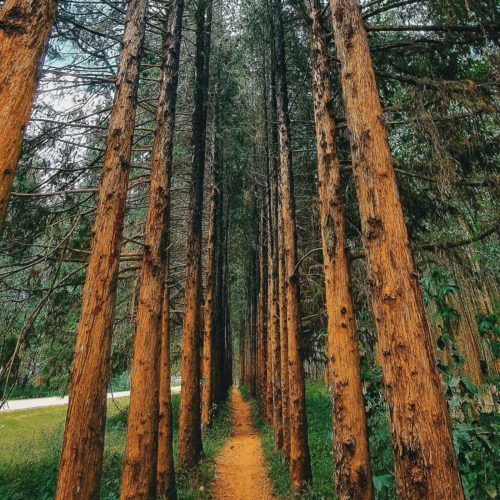 The KeFRI Walk is Just Right – Lets Drift